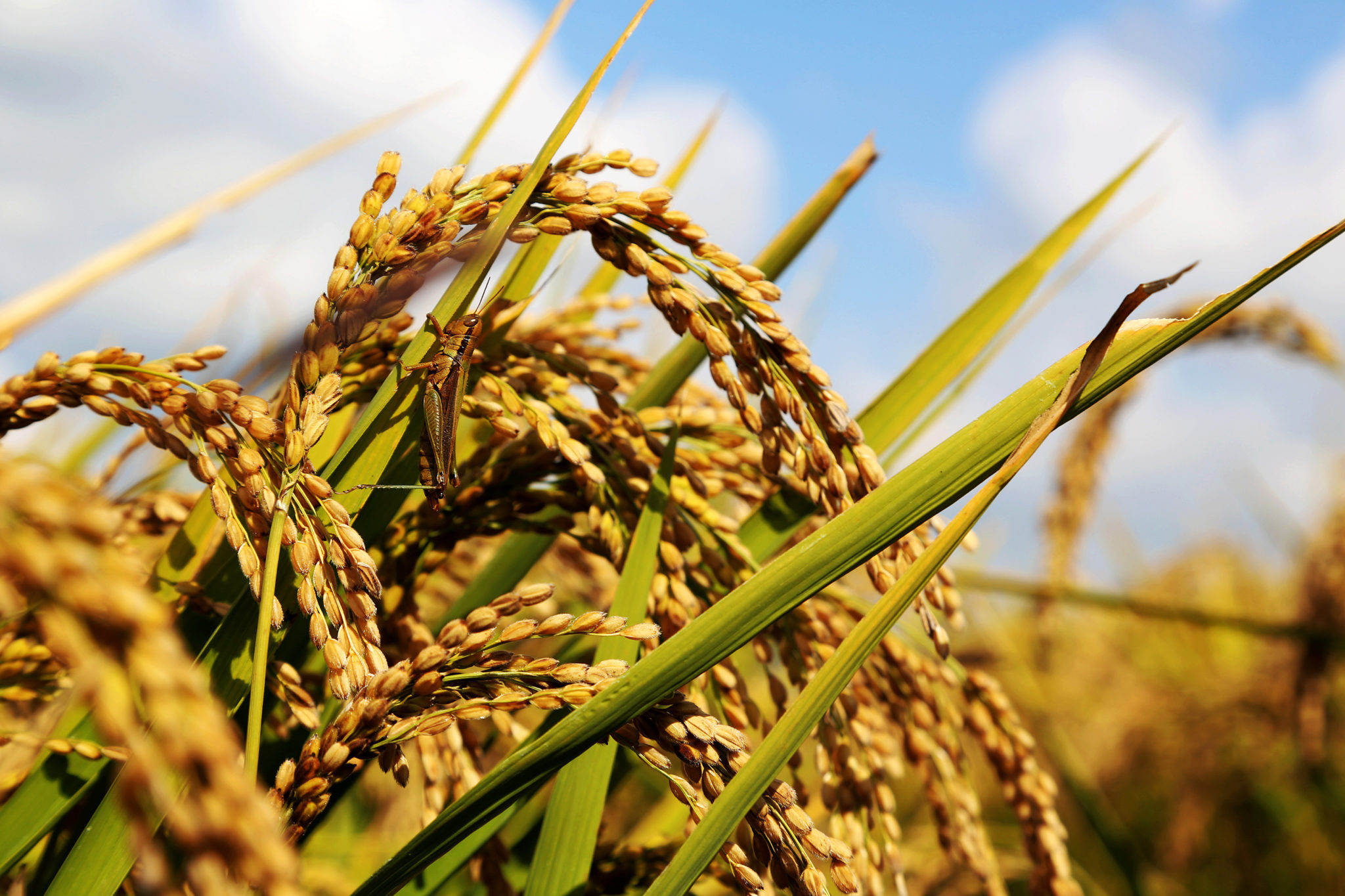 In-Depth Report: JD’s Role in Building the Wuchang Rice Brand