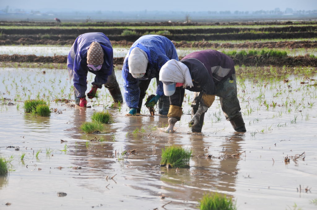 In-Depth Report: JD’s Role in Building the Wuchang Rice Brand