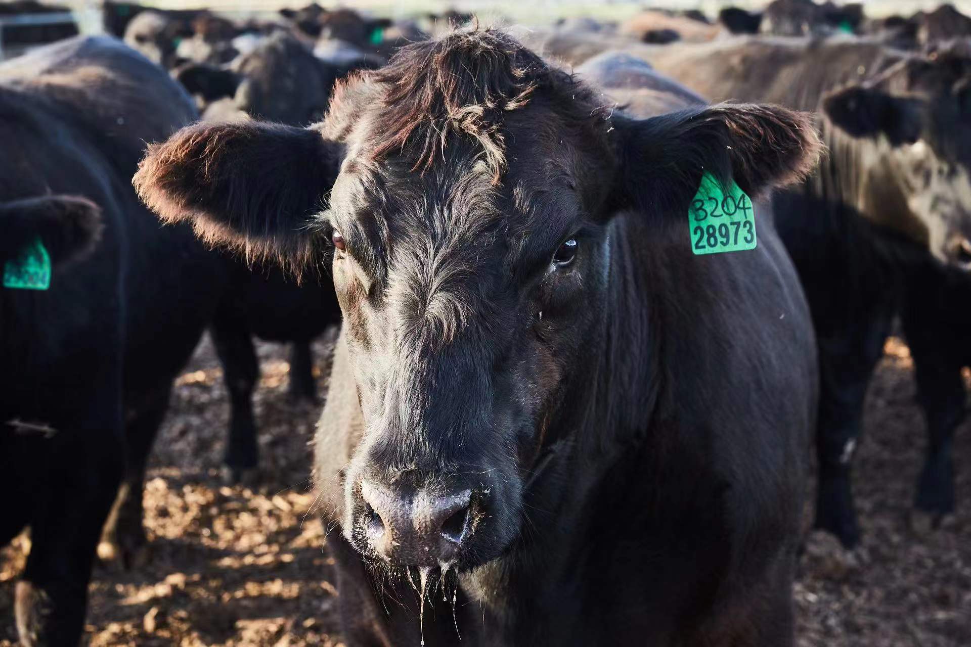 JD Fresh Launches Premium Australian Beef Products - JD Corporate Blog